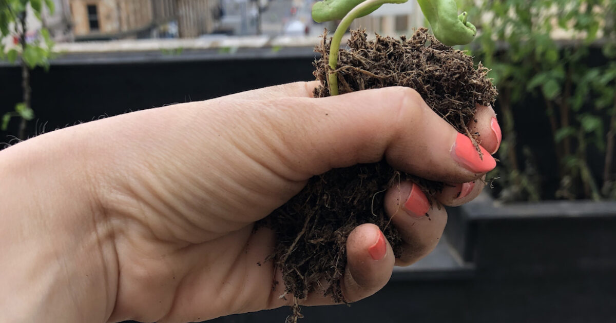 Gardens, Resistance and Resilience | CCA Glasgow