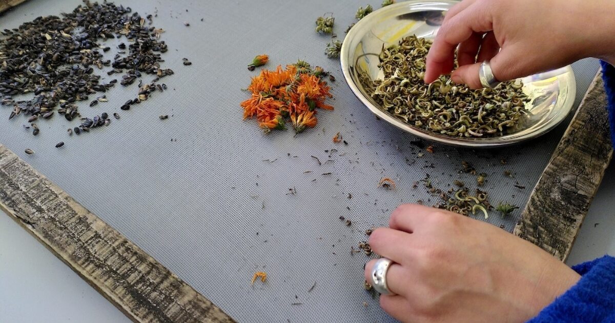 Sorting the Seed | CCA Glasgow