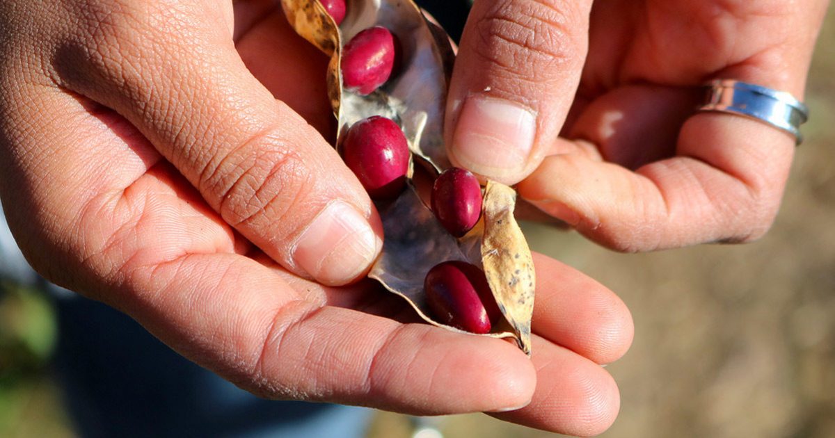 Seeds are our living relatives | CCA Glasgow